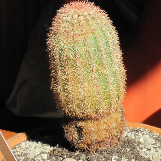 Rainbow Cactus (Echinocereus Pectinatus) Plant Care & How to Grow, Water