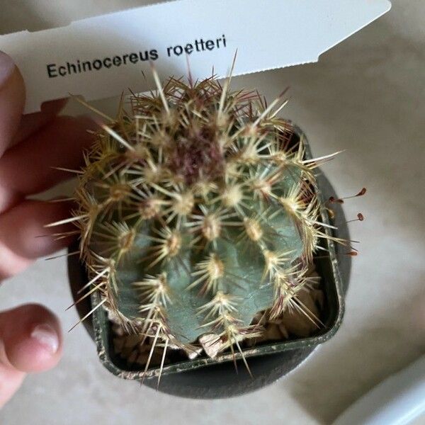 Lloyd's Hedgehog Cactus (Echinocereus × Roetteri) Care Guide: Water ...