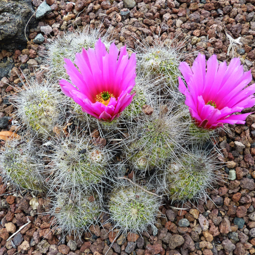 Strawberry Cactus (Echinocereus Stramineus) Plant Care & How to Grow, Water