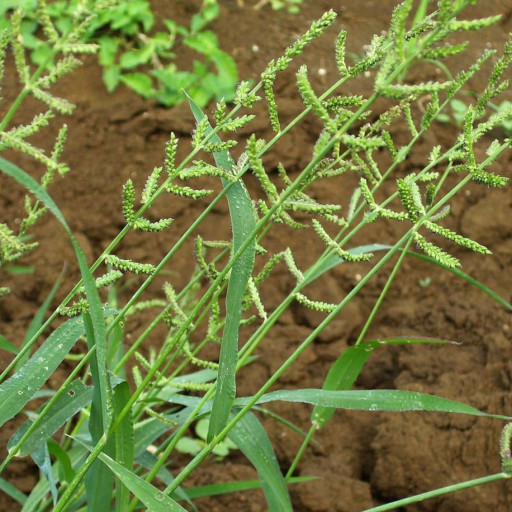 Jungle Rice (Echinochloa Colona) Plant Care & How to Grow, Water