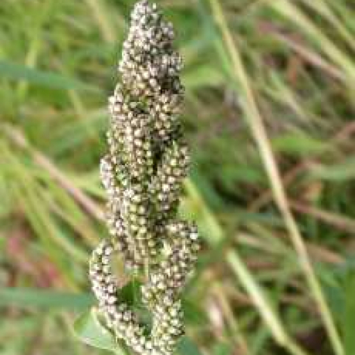 Ostrich Fern (Onoclea Struthiopteris) Plant Care & How to Grow, Water