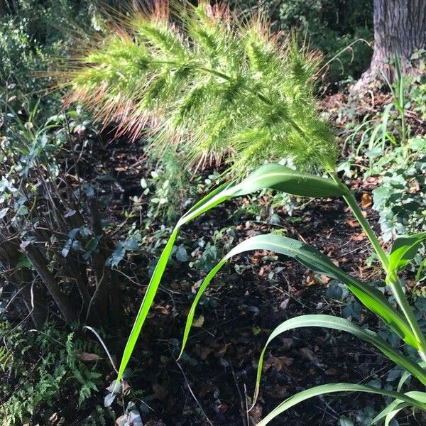 Coast Cockspur Grass (Echinochloa Walteri) Plant Care & How to Grow, Water