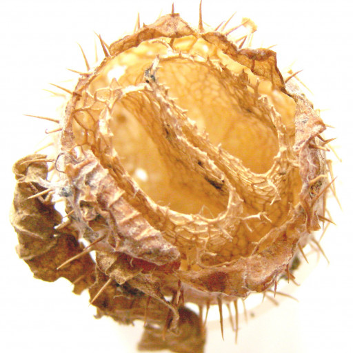 Prickly-Cucumber (Echinocystis Lobata) Plant Care & How to Grow, Water