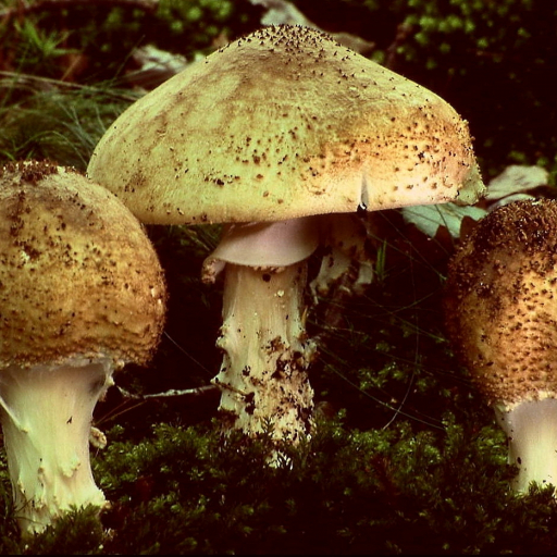 Freckled Dapperling (Echinoderma Asperum) Plant Care & How to Grow, Water