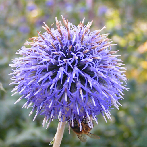 Blue Globe Thistle (Echinops Bannaticus) Plant Care & How to Grow, Water