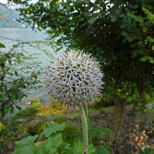 Tall Globe Thistle (Echinops Exaltatus) Plant Care & How to Grow, Water