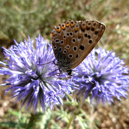 Globe Thistle (Echinops Ritro) Plant Care & How to Grow, Water