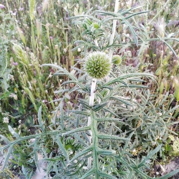 Rough-leaf Globe Thistle (Echinops Strigosus) Plant Care & How to Grow ...