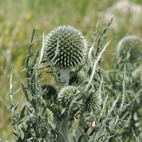 Echinops Transcaucasicus Plant Care & How to Grow, Water