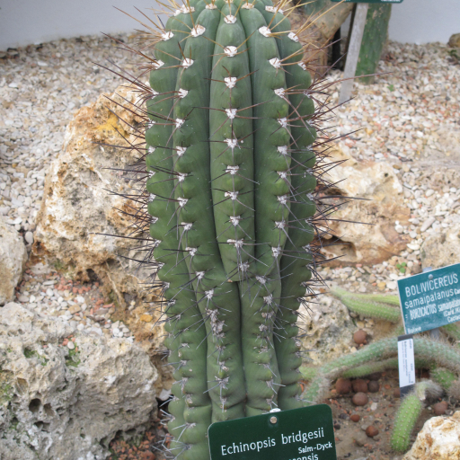 Echinopsis Bridgesii Plant Care & How to Grow, Water