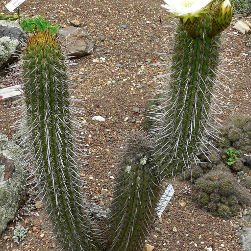 Quisco (Echinopsis Chiloensis) Care Guide: Water, Soil & Propagation ...