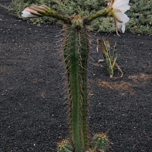 Bolivian Torch Cactus (Echinopsis Lageniformis) Plant Care & How to ...