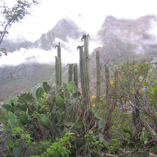 San Pedro Column Cactus (Echinopsis Pachanoi) Plant Care & How to Grow ...