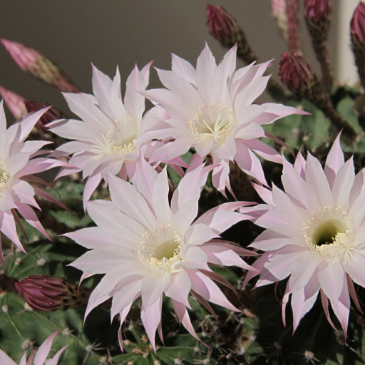 Lemongrass (Cymbopogon Citratus) Plant Care & How to Grow, Water