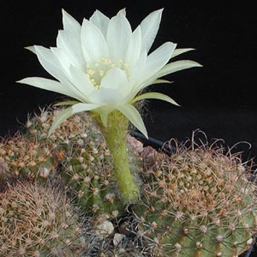 Hedgehog Cactusses (Echinopsis) Plant Care & How to Grow, Water