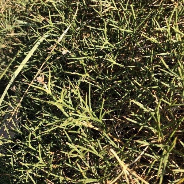 Echinospartum Boissieri Care Guide: Water, Soil & Propagation - Plantiary