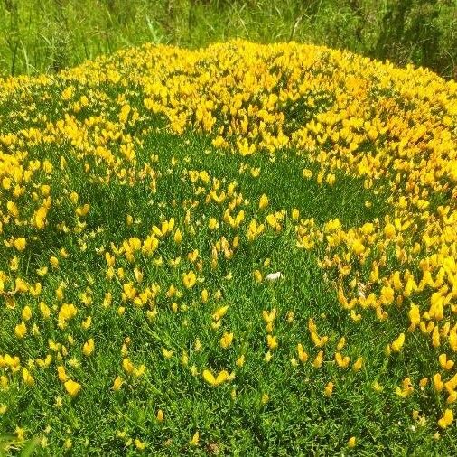 Indian Jujube (Ziziphus Mauritiana) Plant Care & How to Grow, Water