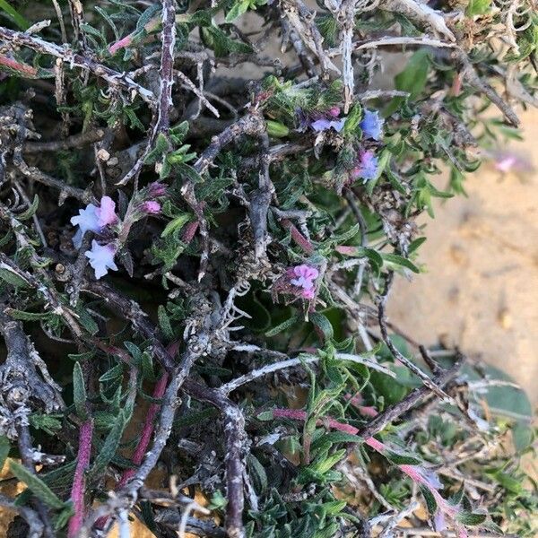 Echiochilon Fruticosum Care Guide: Water, Soil & Propagation - Plantiary