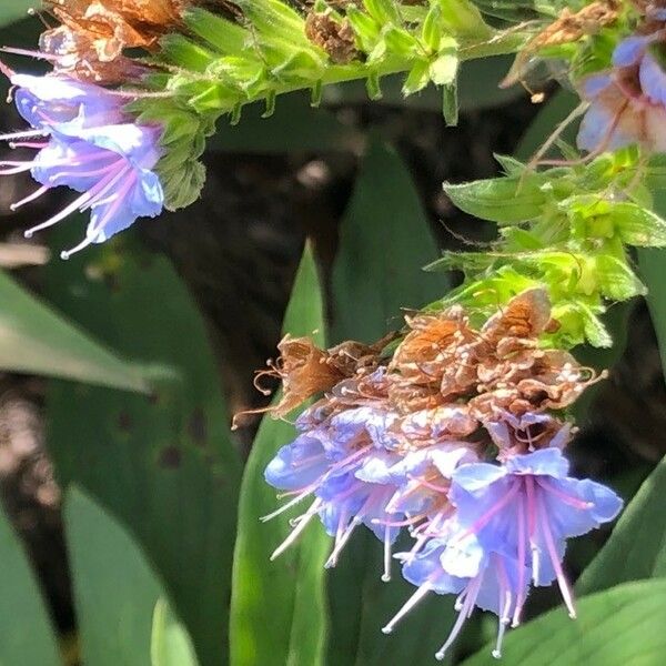 Blue Bugloss (Echium Acanthocarpum) Plant Care & How to Grow, Water