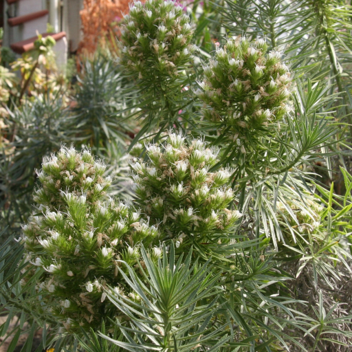 Ajinajo (Echium Aculeatum) Care Guide: Water, Soil & Propagation ...