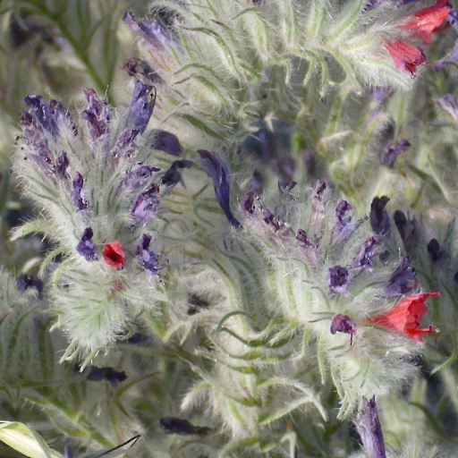 White-Leaved Bugloss (Echium Albicans) Plant Care & How to Grow, Water