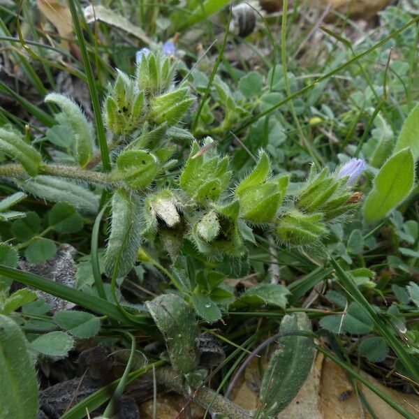Small-Flowered Viper's-Bugloss (Echium Calycinum) Plant Care & How to ...