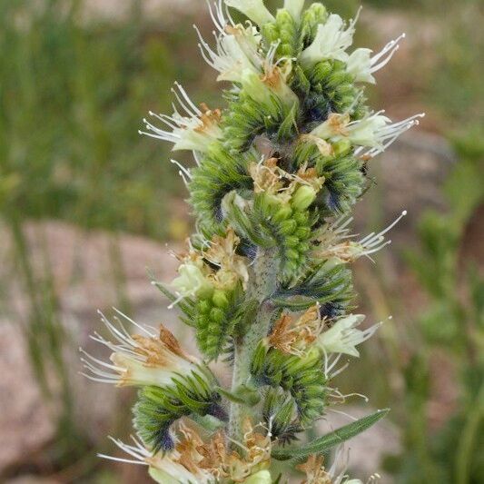 Echium Flavum Plant Care & How to Grow, Water