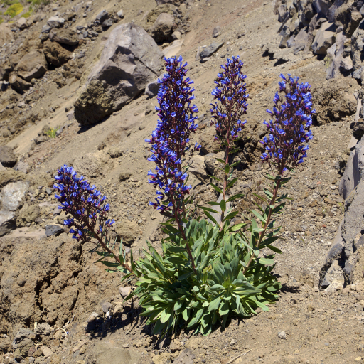 Echium Gentianoides Plant Care & How to Grow, Water