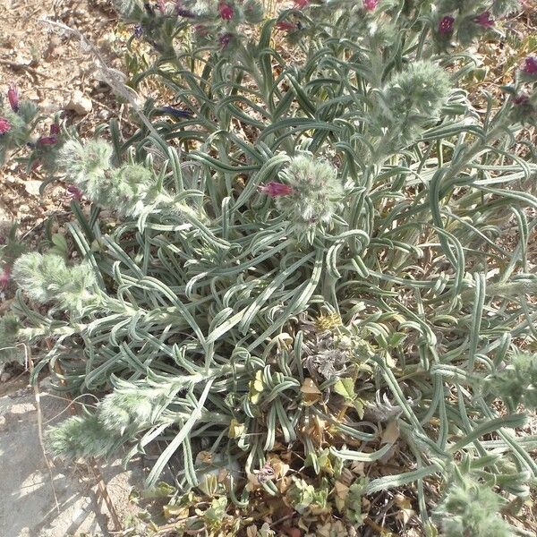 Echium Humile Plant Care & How to Grow, Water