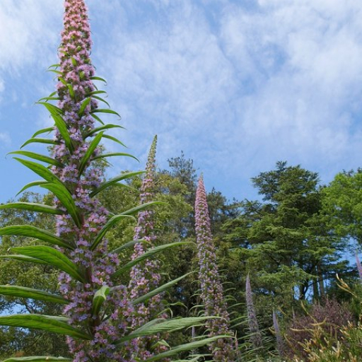 Giant Viper's-Bugloss (Echium Pininana) Plant Care & How to Grow, Water
