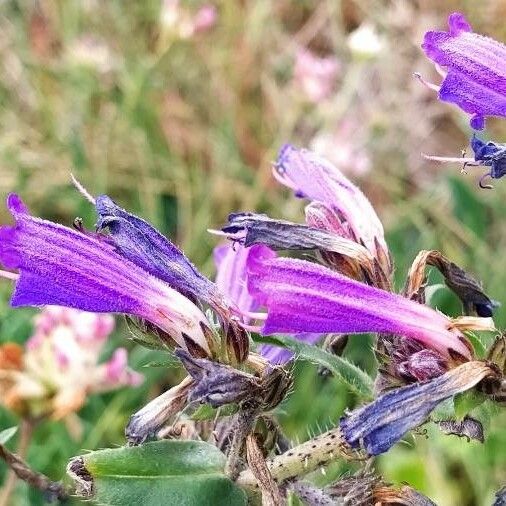 Lax Viper's Bugloss (Echium Rosulatum) Plant Care & How to Grow, Water