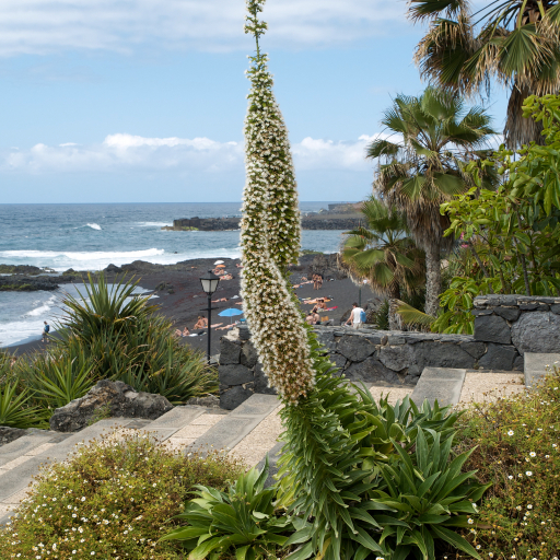 Pride-Of-Tenerife (Echium Simplex) Plant Care & How to Grow, Water