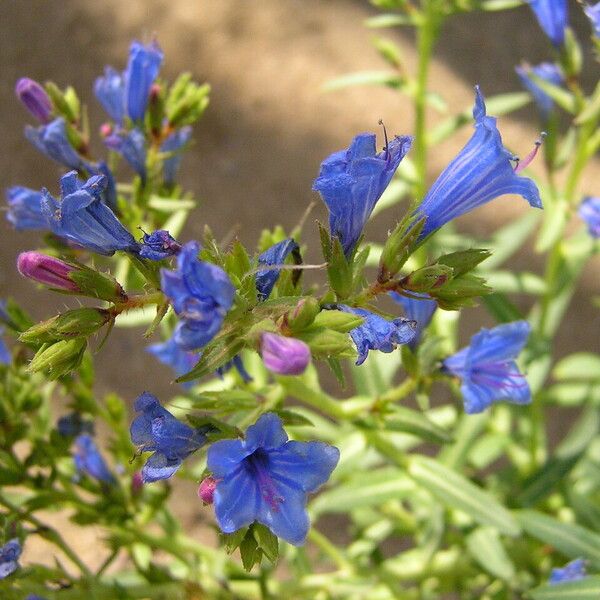 Magic Wand Bugloss (Echium Thyrsiflorum) Plant Care & How to Grow, Water