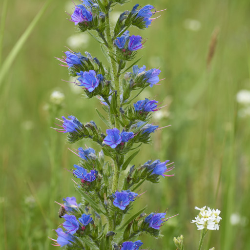 Viper's Bugloss (Echium Vulgare) Plant Care & How to Grow, Water