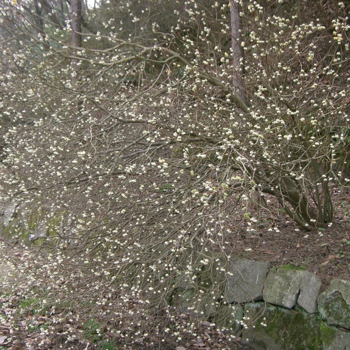 Paperbush (Edgeworthia Chrysantha) Plant Care & How to Grow, Water