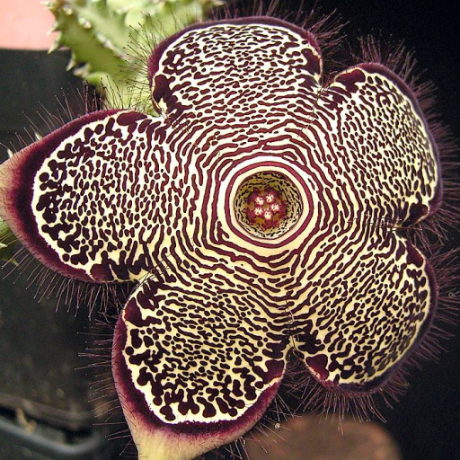 Persian Carpet Flower (Edithcolea Grandis) Plant Care & How to Grow, Water