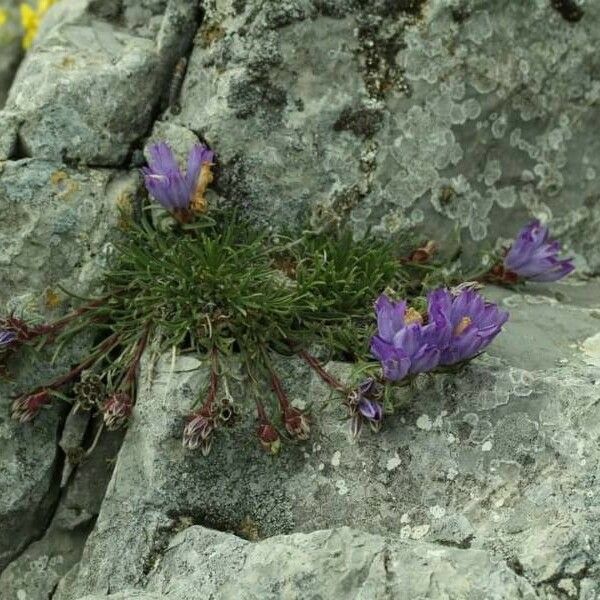 Edraianthus Serbicus Plant Care & How to Grow, Water