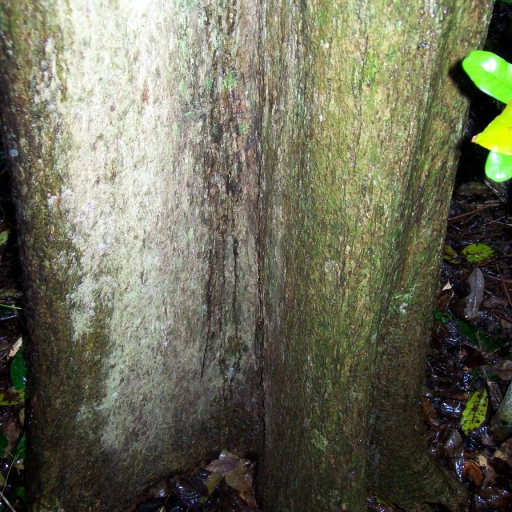 Puna (Ehretia Acuminata) Plant Care & How to Grow, Water