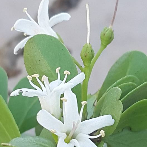 Puzzlebush (Ehretia Alba) Plant Care & How to Grow, Water