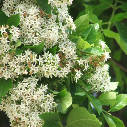 Anacua (Ehretia Anacua) Plant Care & How to Grow, Water