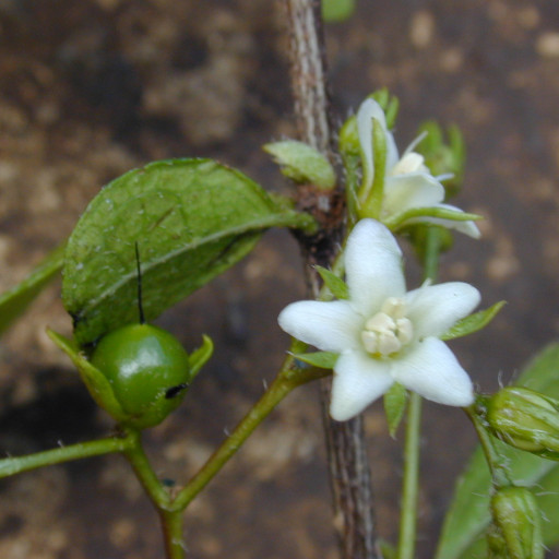Fukien-Tea (Ehretia Microphylla) Plant Care & How to Grow, Water