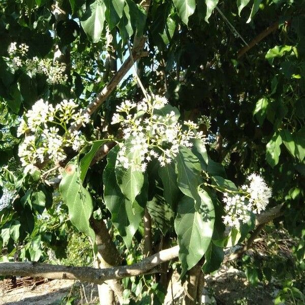 Ehretia Philippinensis Plant Care & How to Grow, Water