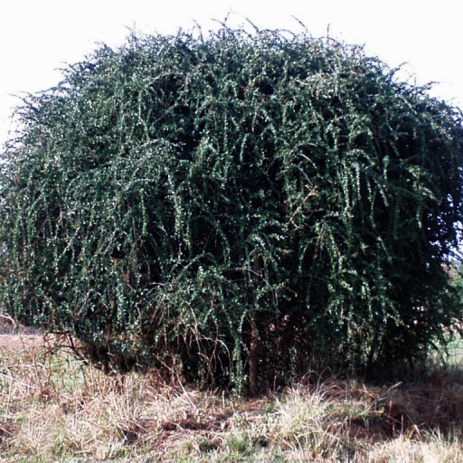 Puzzle Bush (Ehretia Rigida) Plant Care & How to Grow, Water