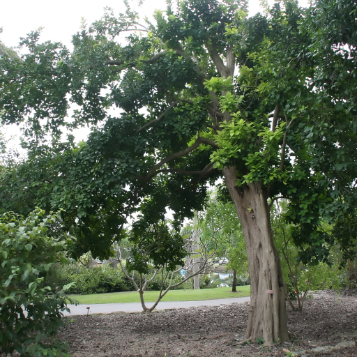Mandinbo (Ehretia Tinifolia) Plant Care & How to Grow, Water