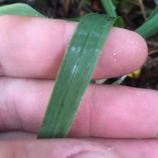 Bush Rice Grass (Ehrharta Diplax) Plant Care & How to Grow, Water