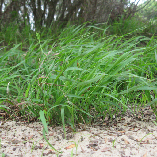 Panic Veldtgrass (Ehrharta Erecta) Plant Care & How to Grow, Water