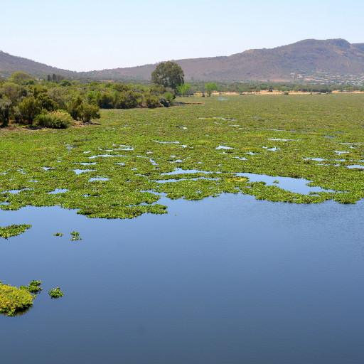 Common Water Hyacinth (Eichhornia Crassipes) Plant Care & How to Grow ...