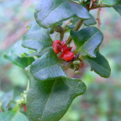 Saloop (Einadia Hastata) Care Guide: Water, Soil & Propagation - Plantiary
