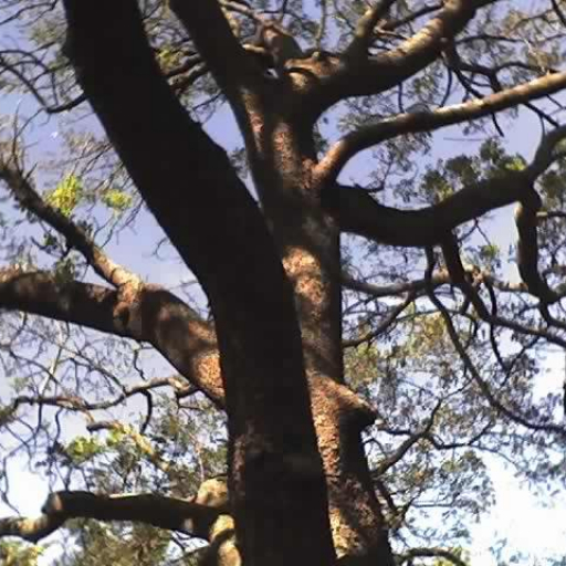 Cape-ash (Ekebergia Capensis) Plant Care & How to Grow, Water