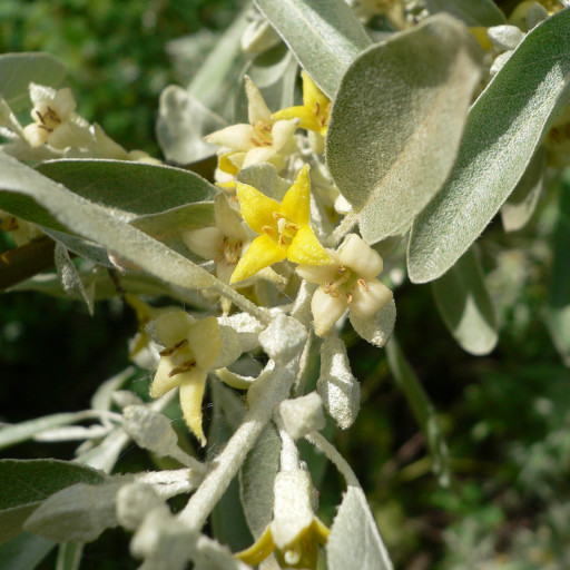 Russian Olive (Elaeagnus Angustifolia) Plant Care & How to Grow, Water